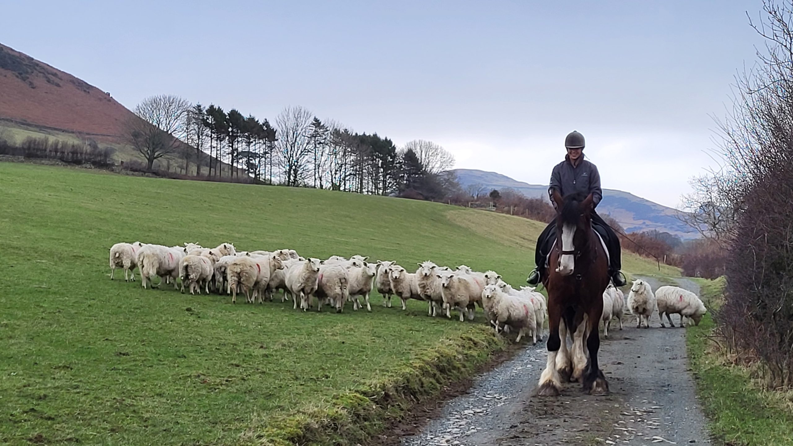 Cumbrian Heavy Horses | Shire & Clydesdale Riding Tours - Baystone Bank ...